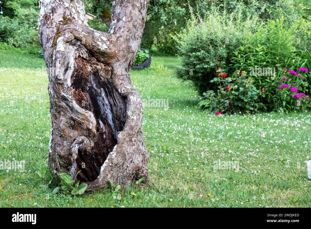 Old tree trunk with empty core on garden background Stock Photo - Alamy