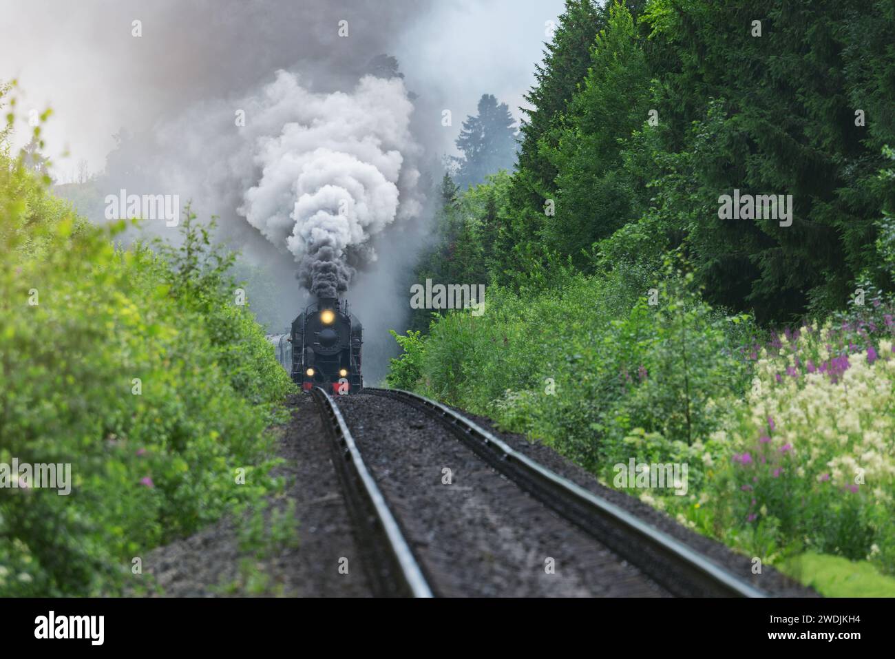 Retro steam train moves through the forest Stock Photo - Alamy