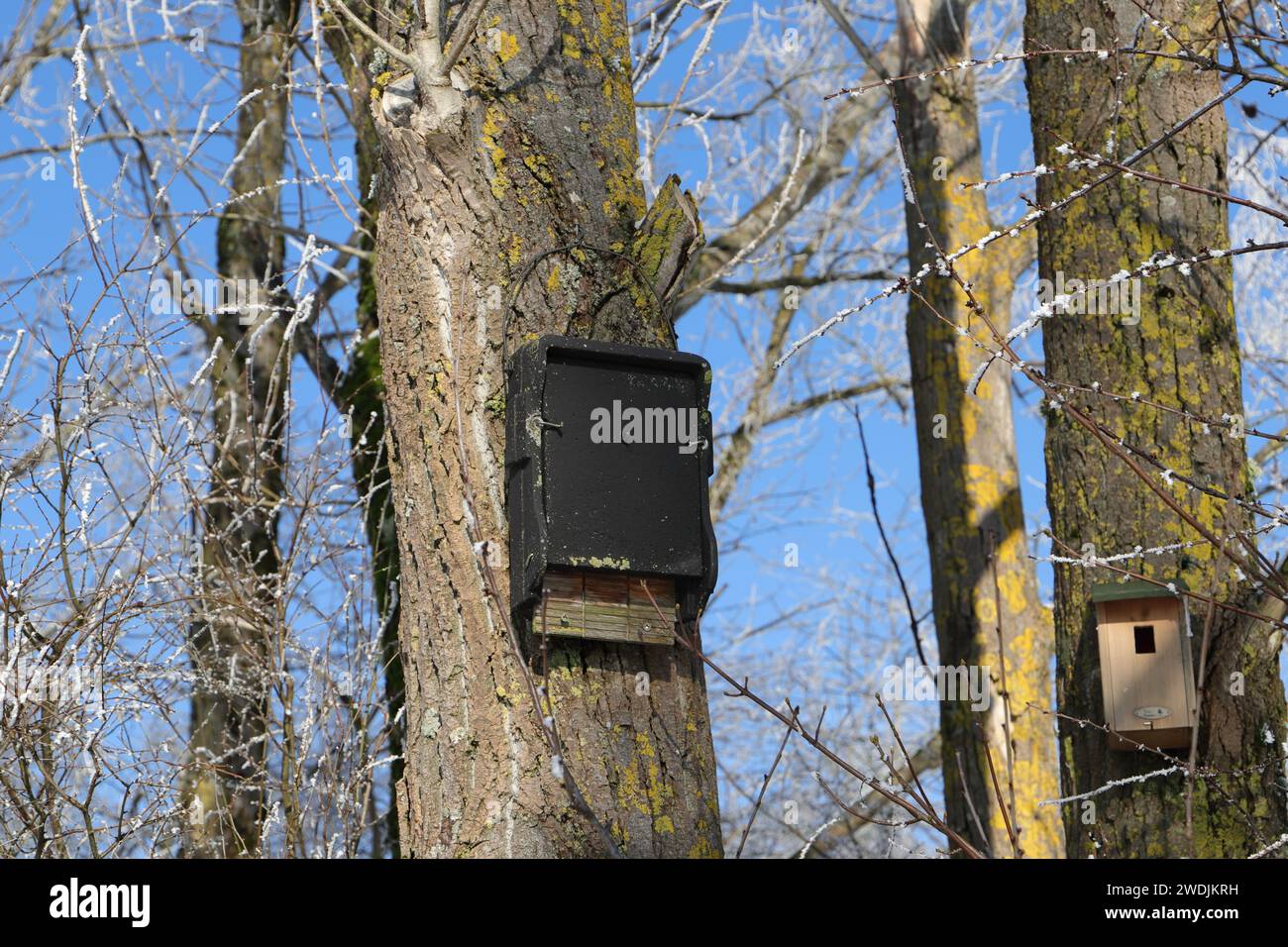 a bat nest box on the tree Stock Photo - Alamy