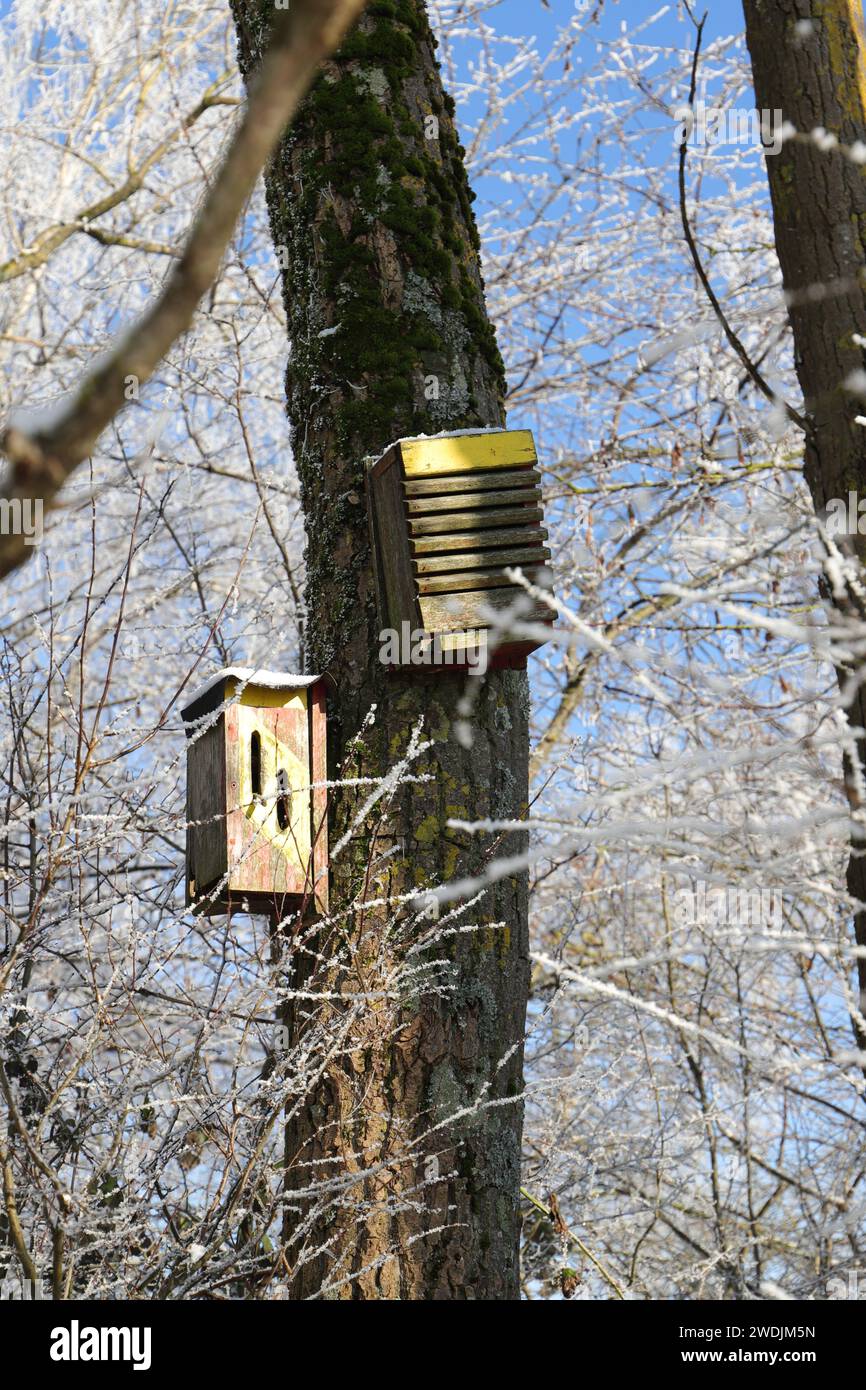 a bat nest box on the tree Stock Photo - Alamy