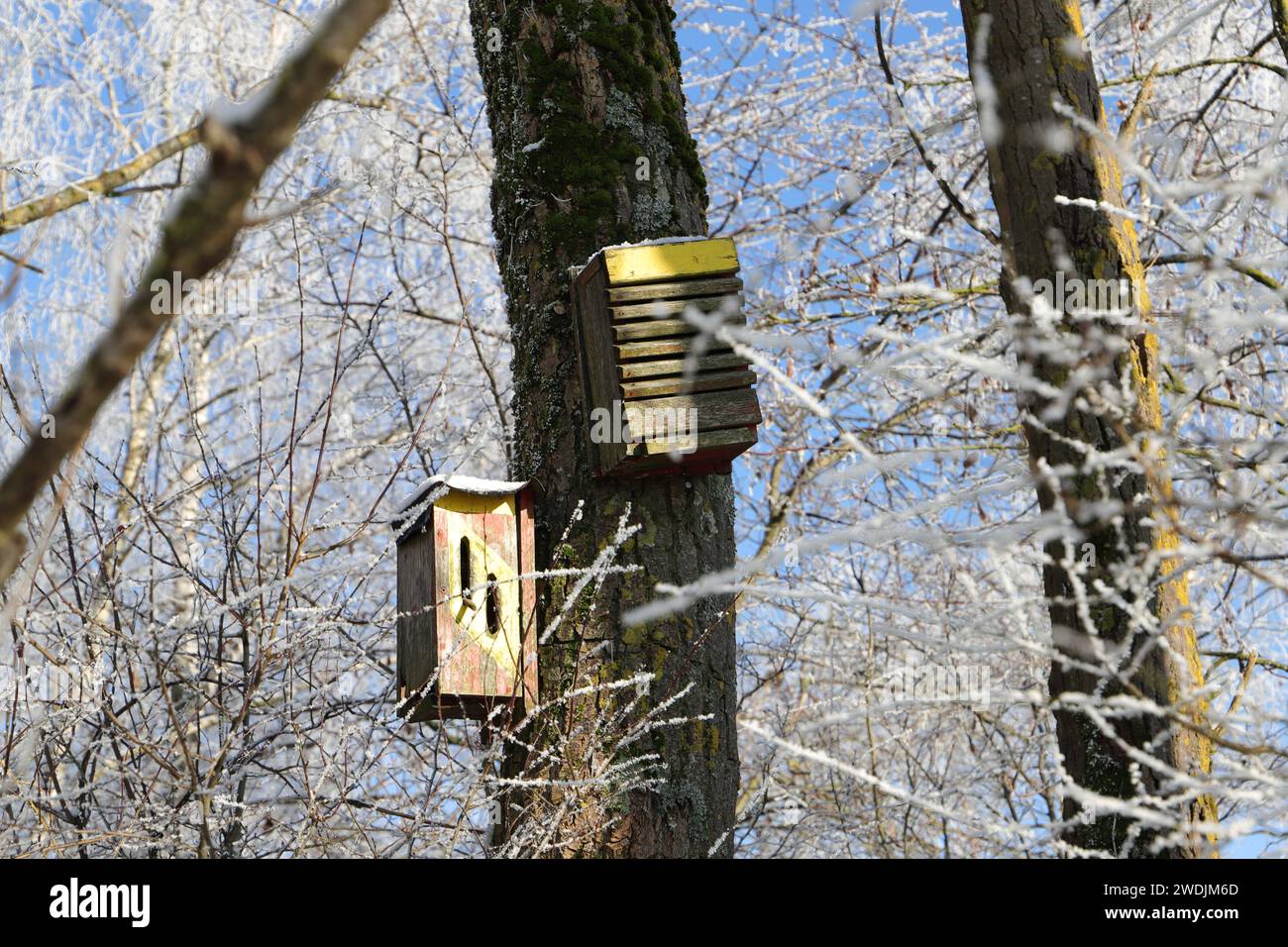 a bat nest box on the tree Stock Photo - Alamy
