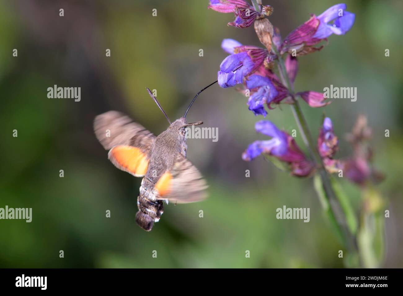 Hummingbird hawk-moth - Macroglossum stellatarum - sucks nectar with ...
