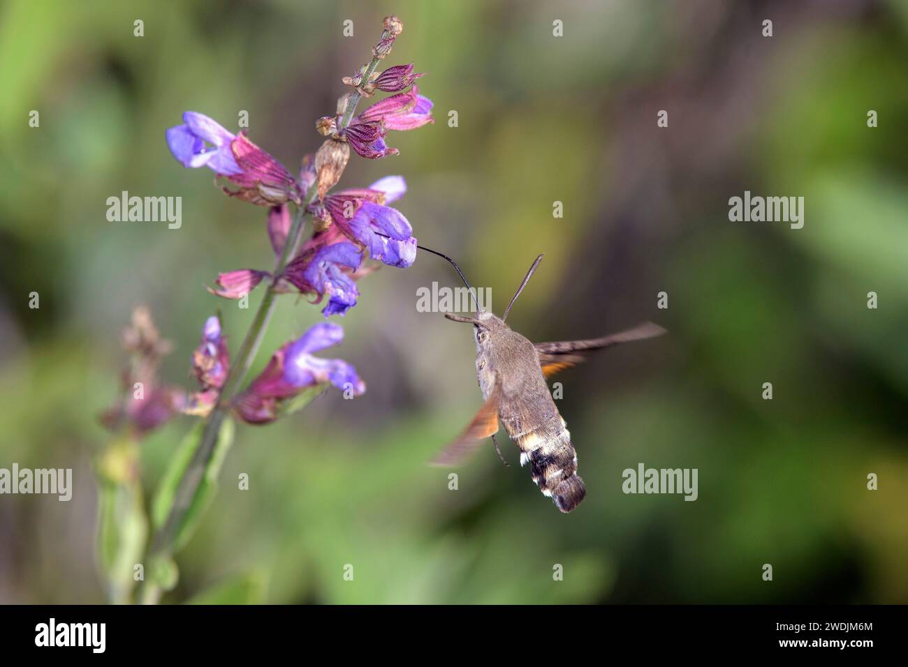 Hummingbird hawk-moth - Macroglossum stellatarum - sucks nectar with ...