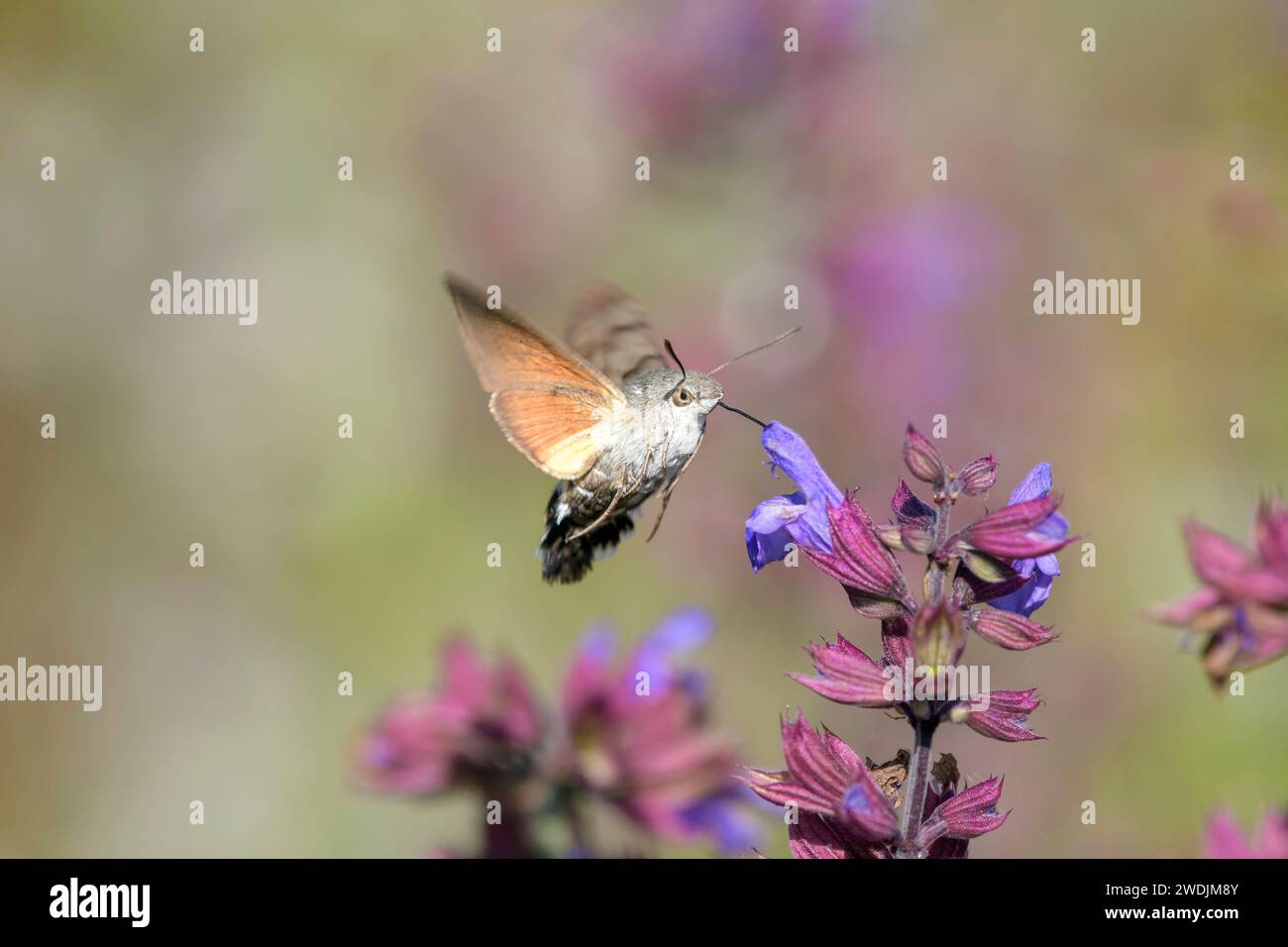 Hummingbird hawk-moth - Macroglossum stellatarum - sucks nectar with ...