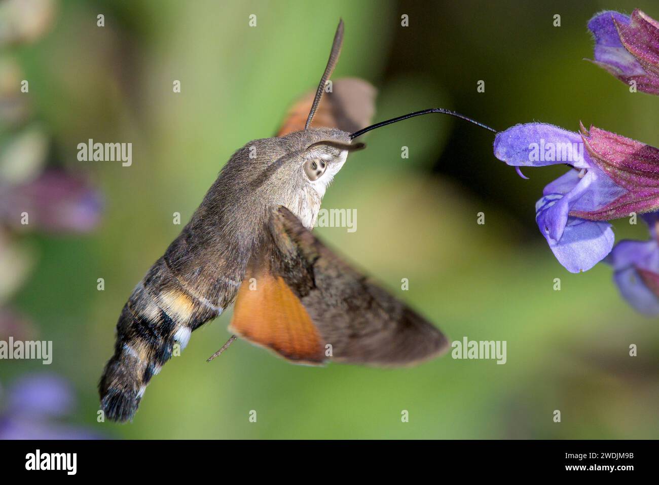 Hummingbird hawk-moth - Macroglossum stellatarum - sucks nectar with ...