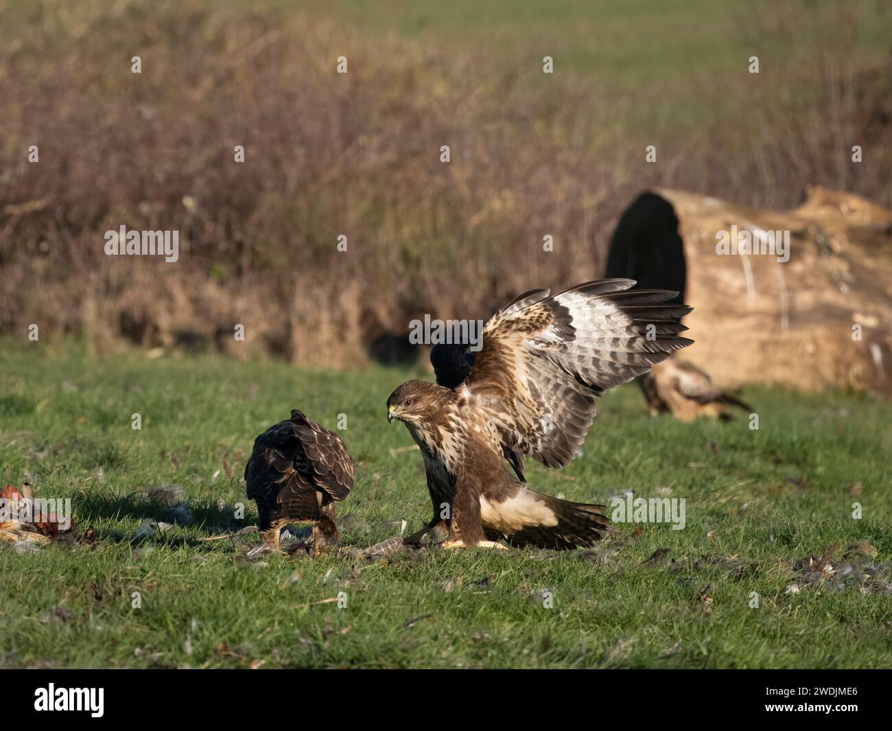 Two birds fighting on hi-res stock photography and images - Alamy