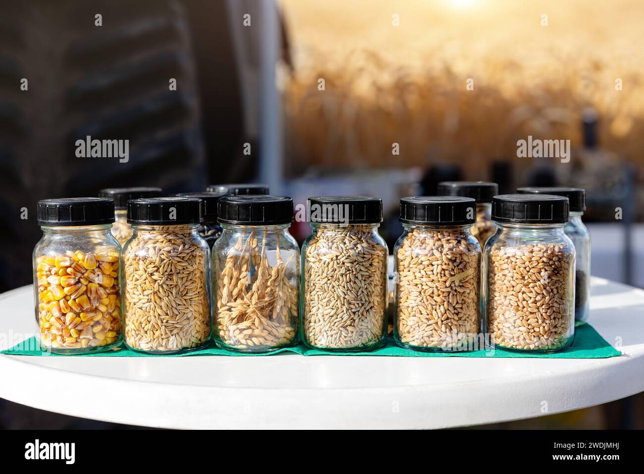 Different kinds of cereal crops seed grain in glass jar row at ...
