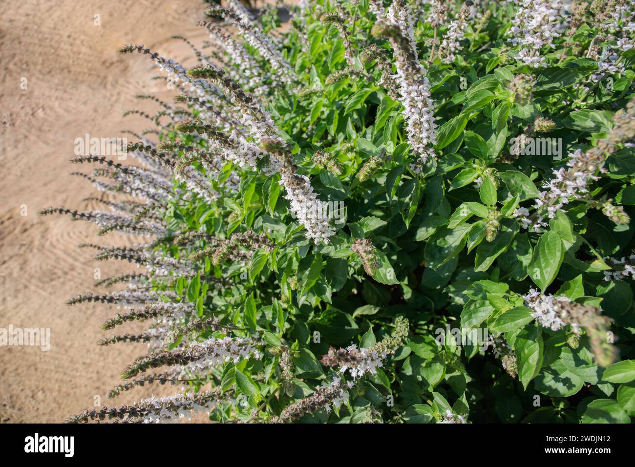 Blooming basil bush (Genus Ocimum) in a garden. Space for your text ...