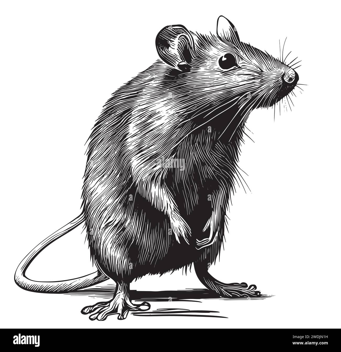 Black rat engraving Stock Vector Images - Alamy