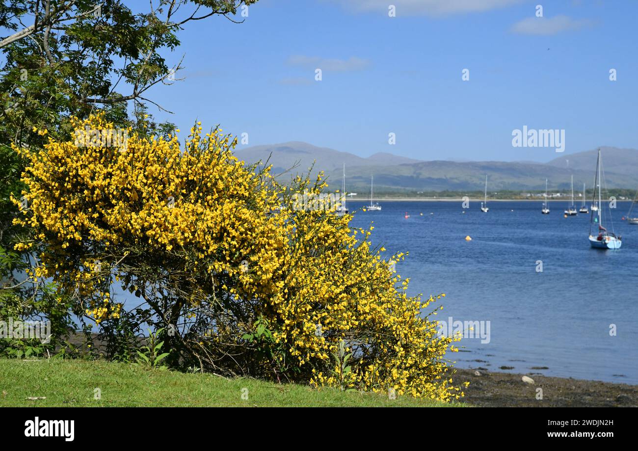 Dunstaffnage Marina, with flowering gorse bush in spring Stock Photo ...