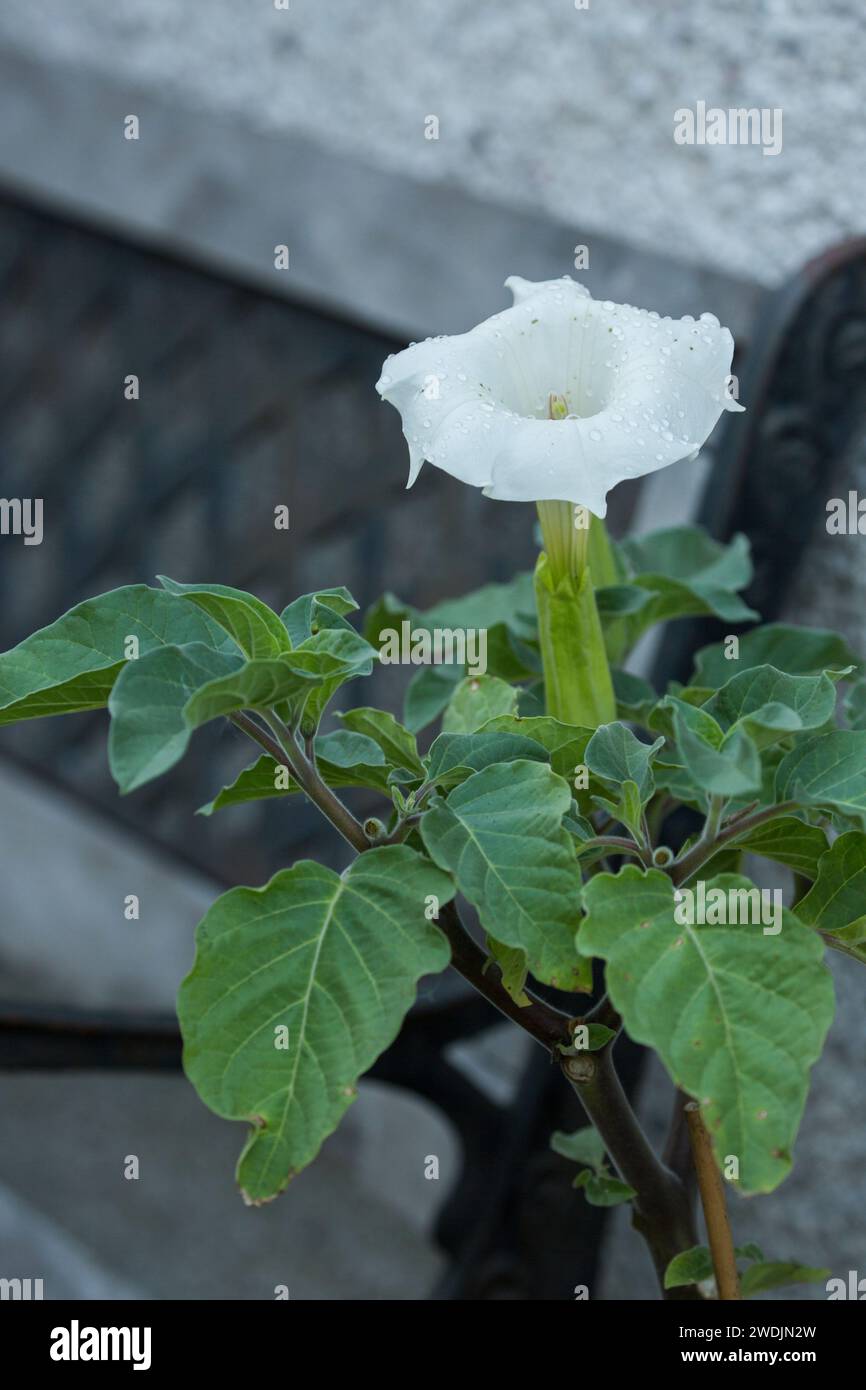 White trumpet flower hi-res stock photography and images - Alamy