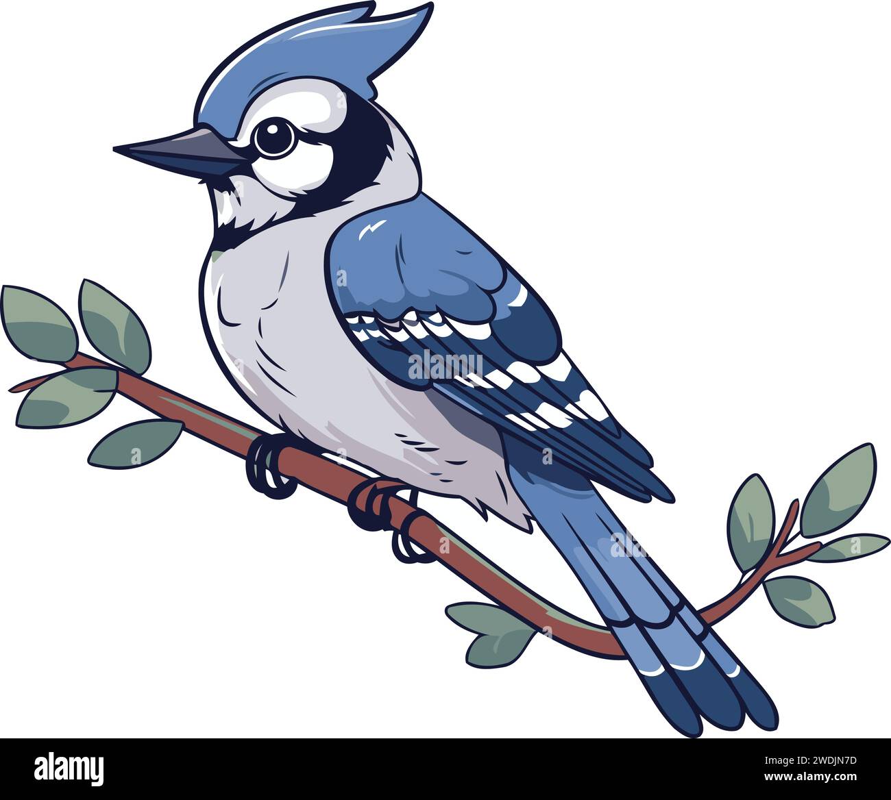 Blue jay bird on a branch. Vector illustration isolated on white ...