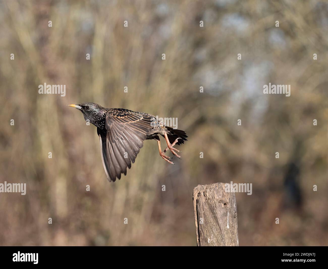 Common starling, Sturnus vulgaris, single bird in flight, Essex ...