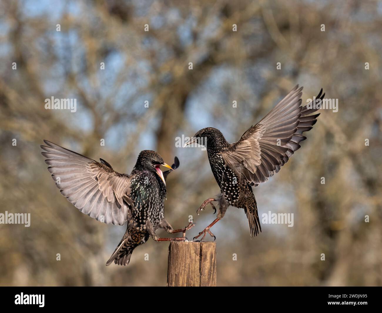 Common starling, Sturnus vulgaris, two birds fighting, Essex, January ...