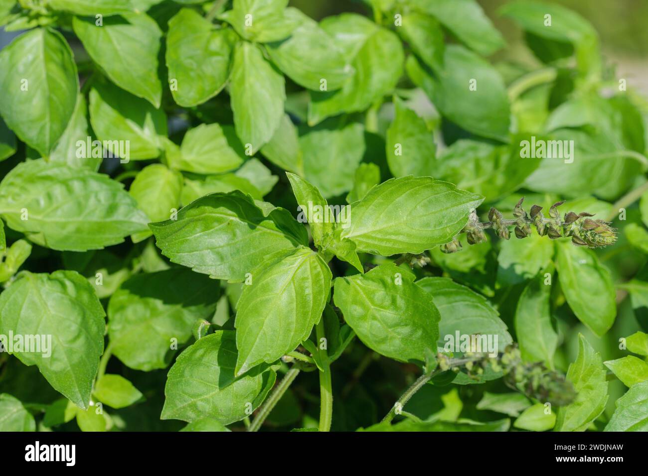 Green basil bush (Genus Ocimum Stock Photo - Alamy