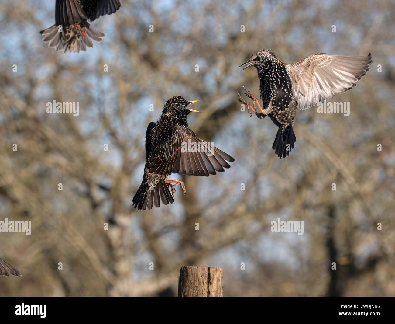 Common starling, Sturnus vulgaris, two birds fighting, Essex, January ...
