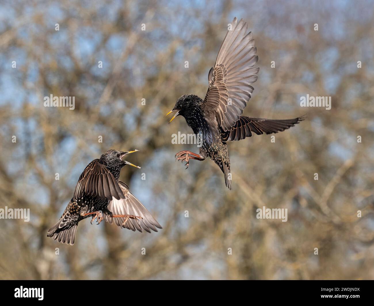 Common starling, Sturnus vulgaris, two birds fighting, Essex, January ...