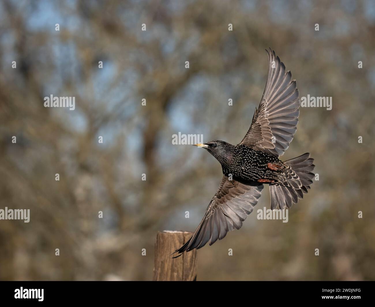 Common starling, Sturnus vulgaris, single bird in flight, Essex ...