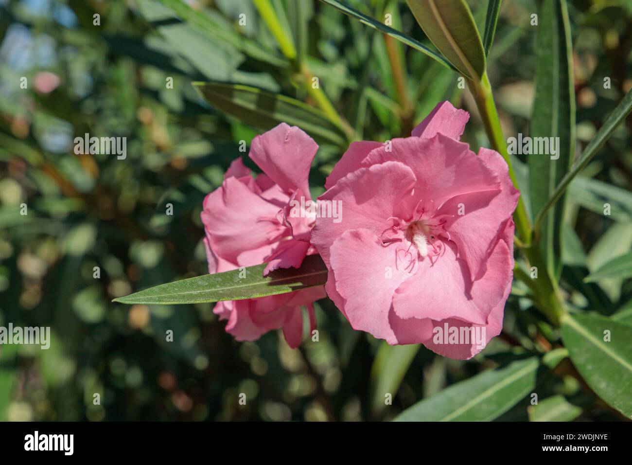 Pink Nerium blossoms (Nerium oleander). Space for your text Stock Photo ...