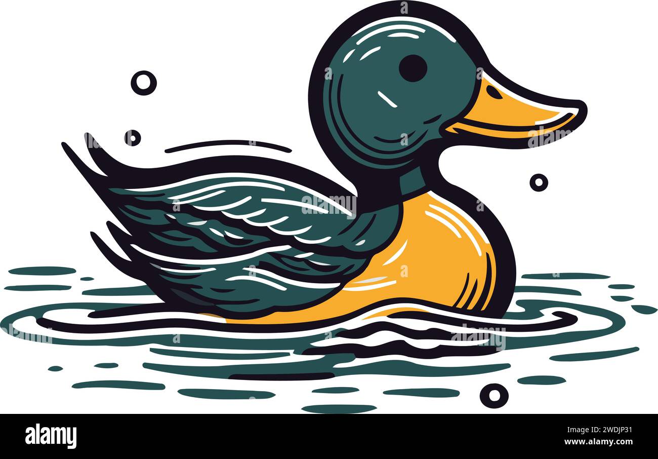 Mallard duck bird swimming Stock Vector Images - Alamy