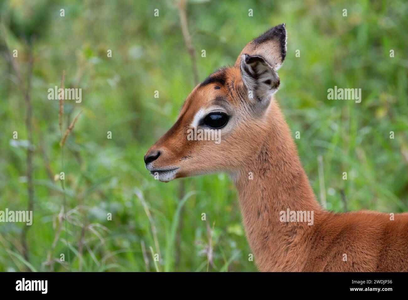 Baby impala hi-res stock photography and images - Alamy