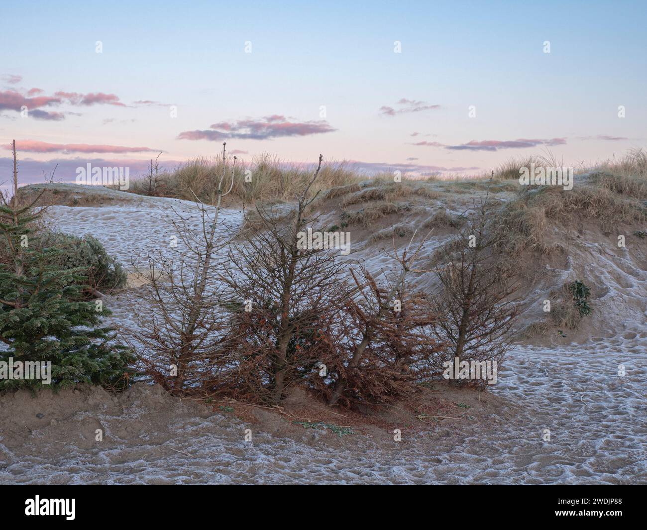 Used Christmas trees recycled as protection against dune sand erosion ...