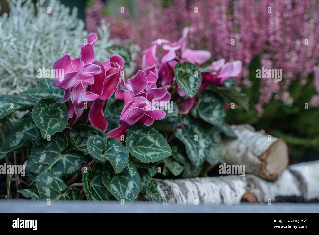 Typical german flower arrangement with Cyclamen on a grave Stock Photo ...