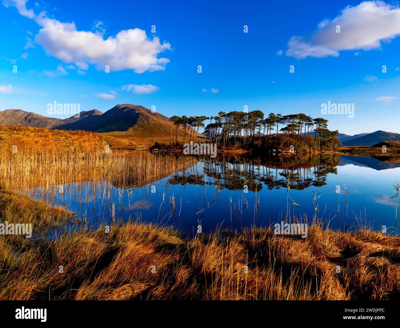 Pine Island on Derryclare Lake, Connemara, County Galway, Ireland Stock ...