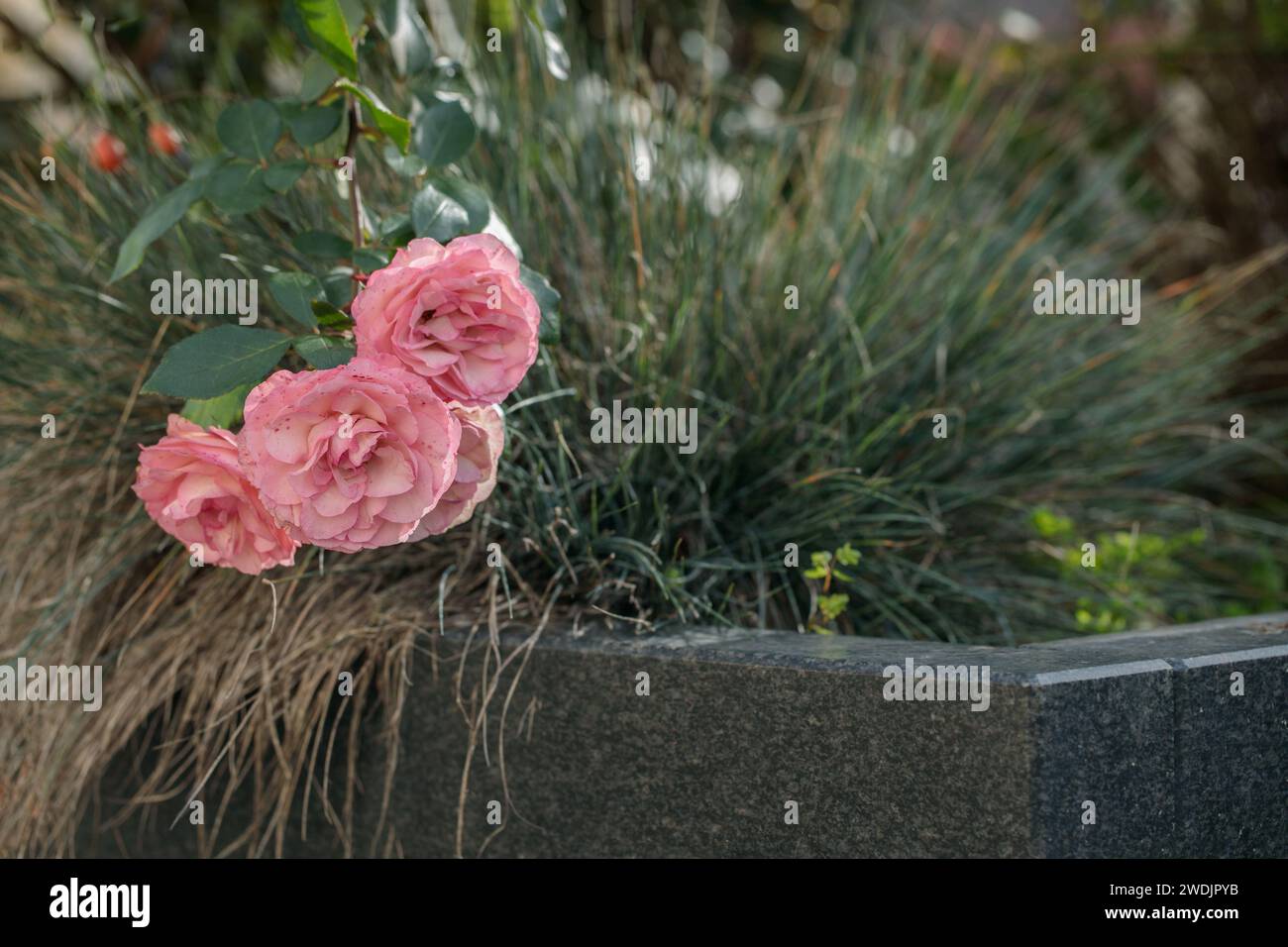 Withered roses planted on a grave Stock Photo - Alamy