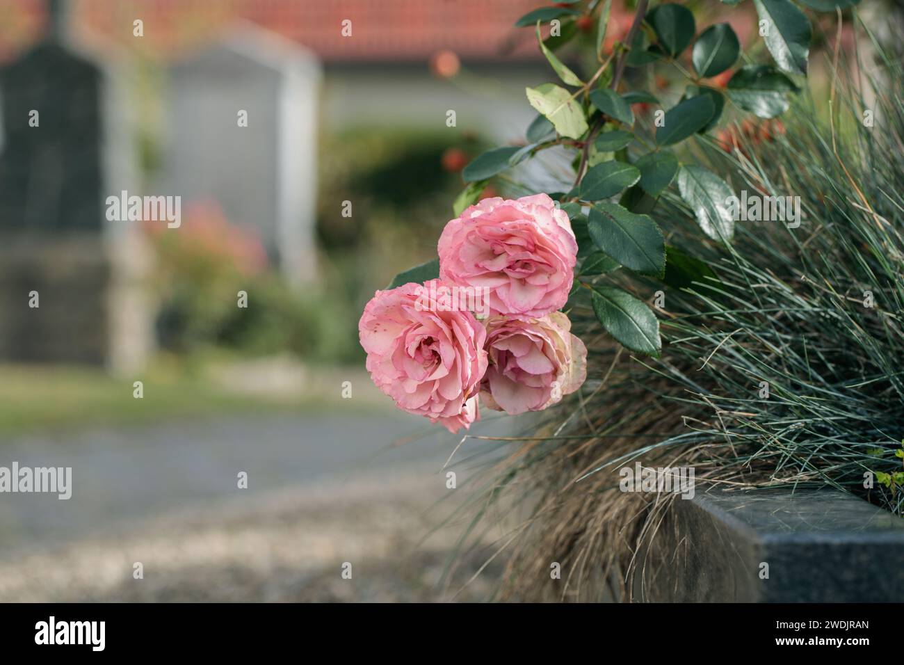 Withered roses on a graveyard Stock Photo - Alamy