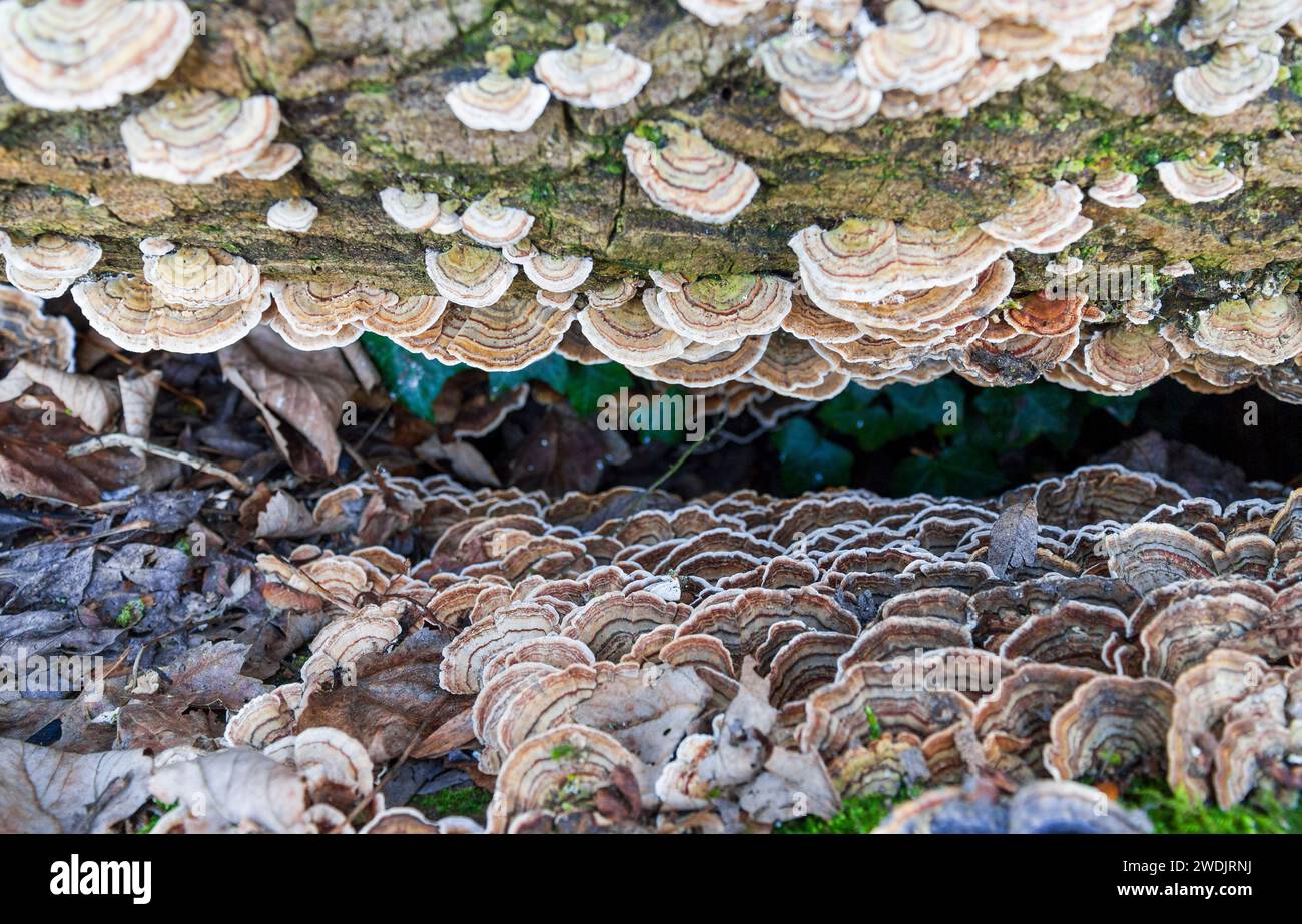 Turkey tail fungi hi-res stock photography and images - Alamy
