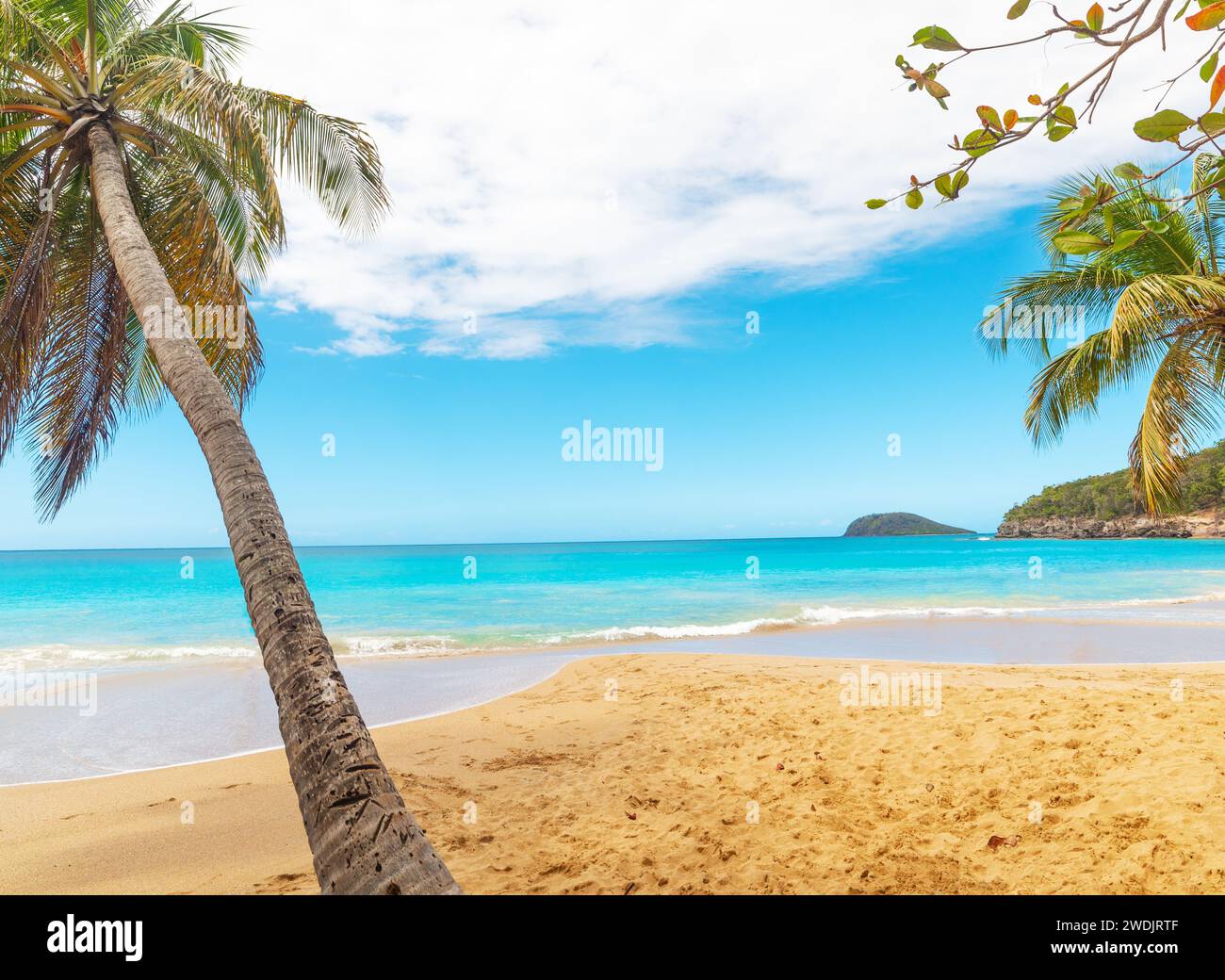 Palm trees in La Perle beach under a cloudy sky. Guadeloupe, Caribbean ...