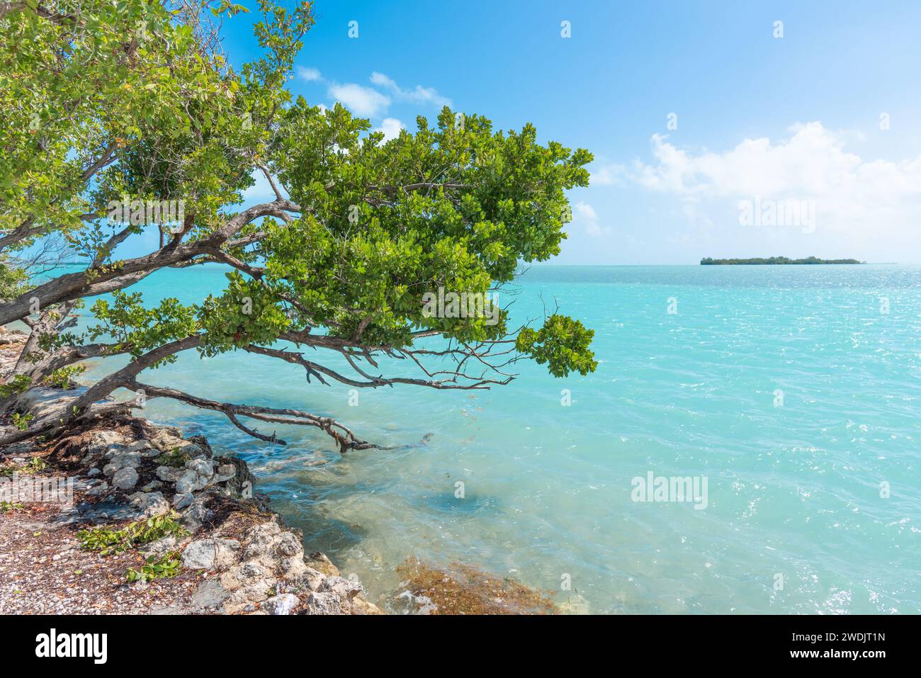 Florida keys nature landscape green hi-res stock photography and images ...