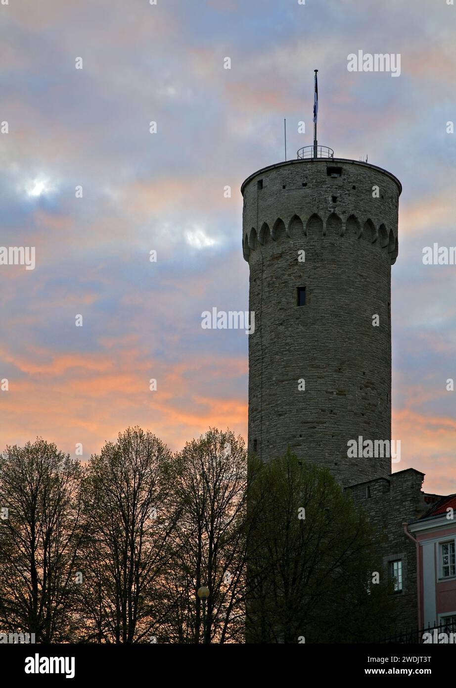 Pikk hermann tall hermann hi-res stock photography and images - Alamy