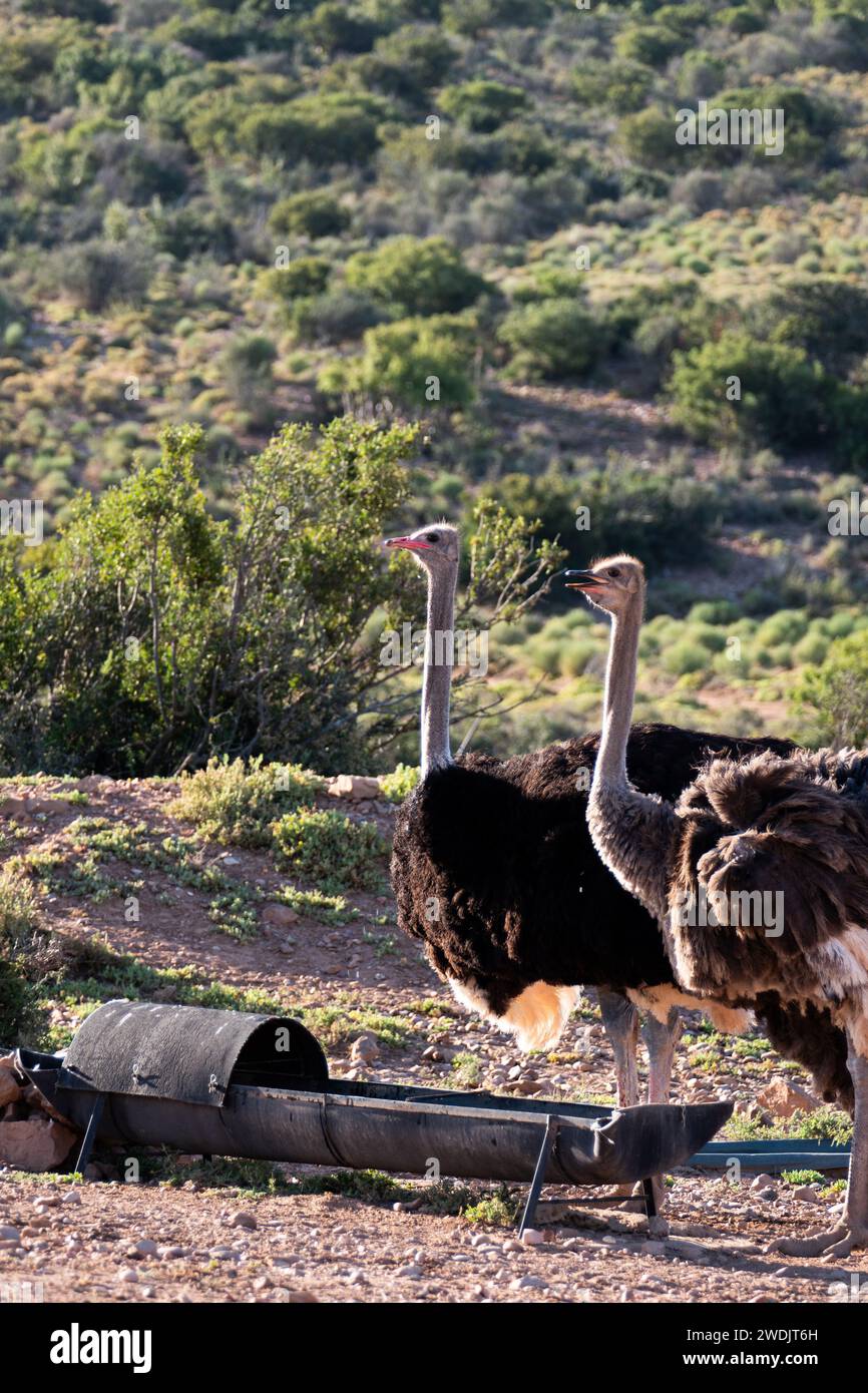 Ostrich drinking drinking hi-res stock photography and images - Alamy