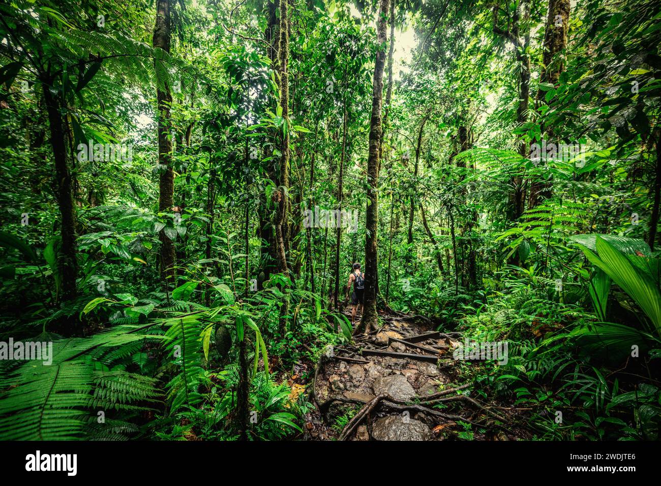 Man alone in Basse Terre jungle. Guadeloupe, Caribbean Stock Photo - Alamy