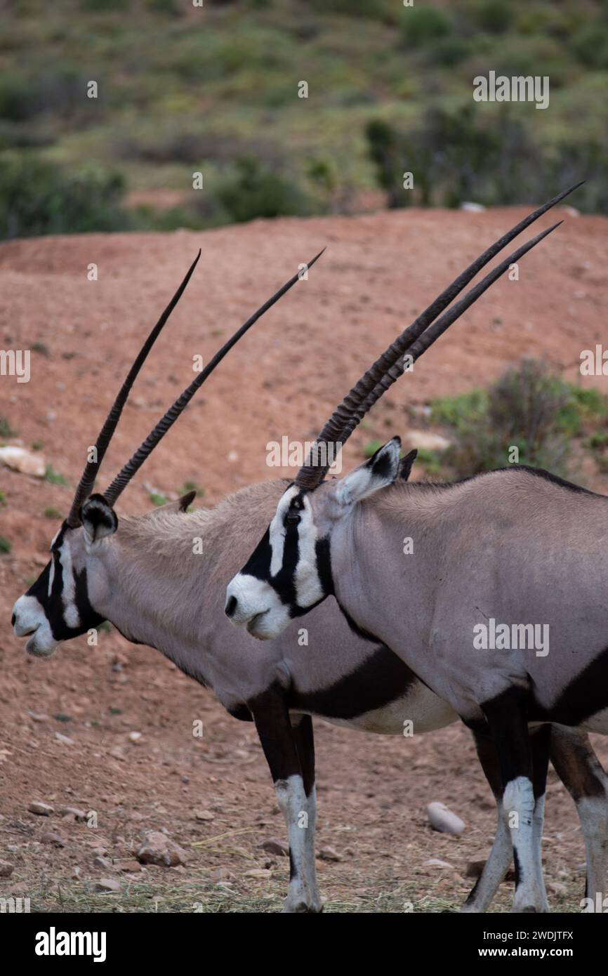 Karoo desert hi-res stock photography and images - Alamy