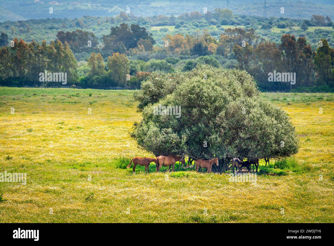 Horses under big tree hi-res stock photography and images - Alamy