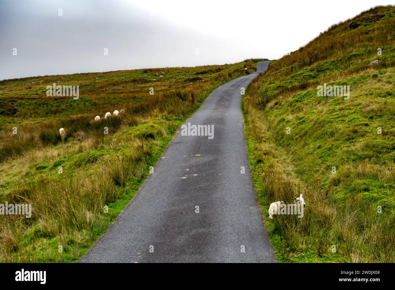 Single Lane Road With Sheep Through Snowdonia National Park In North ...