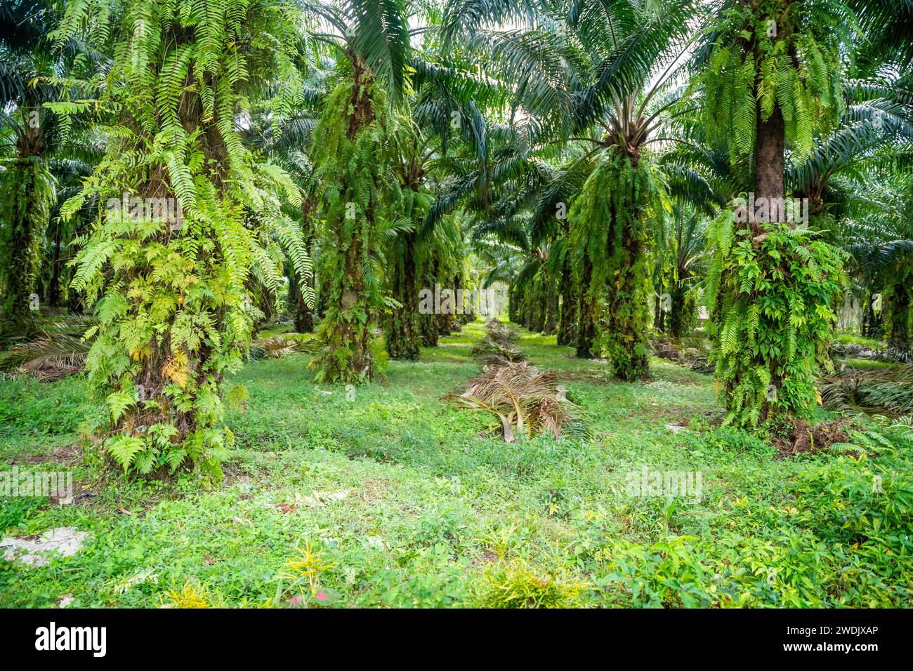 Palm oil trees under sunlight in plantation in Thailand, Asia Stock ...