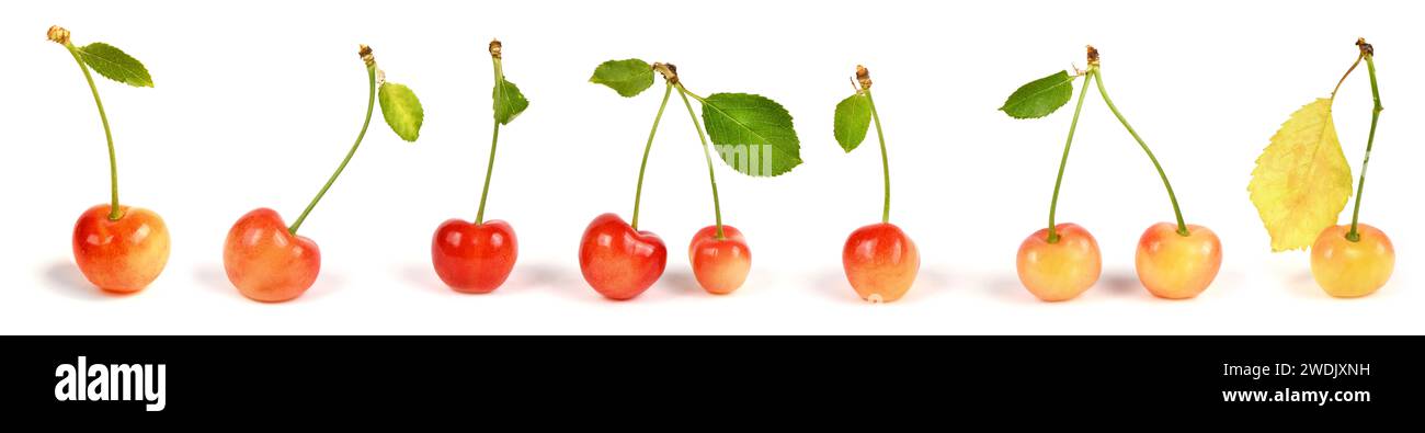 Collection of light red different sweet cherries with green leaf, side ...