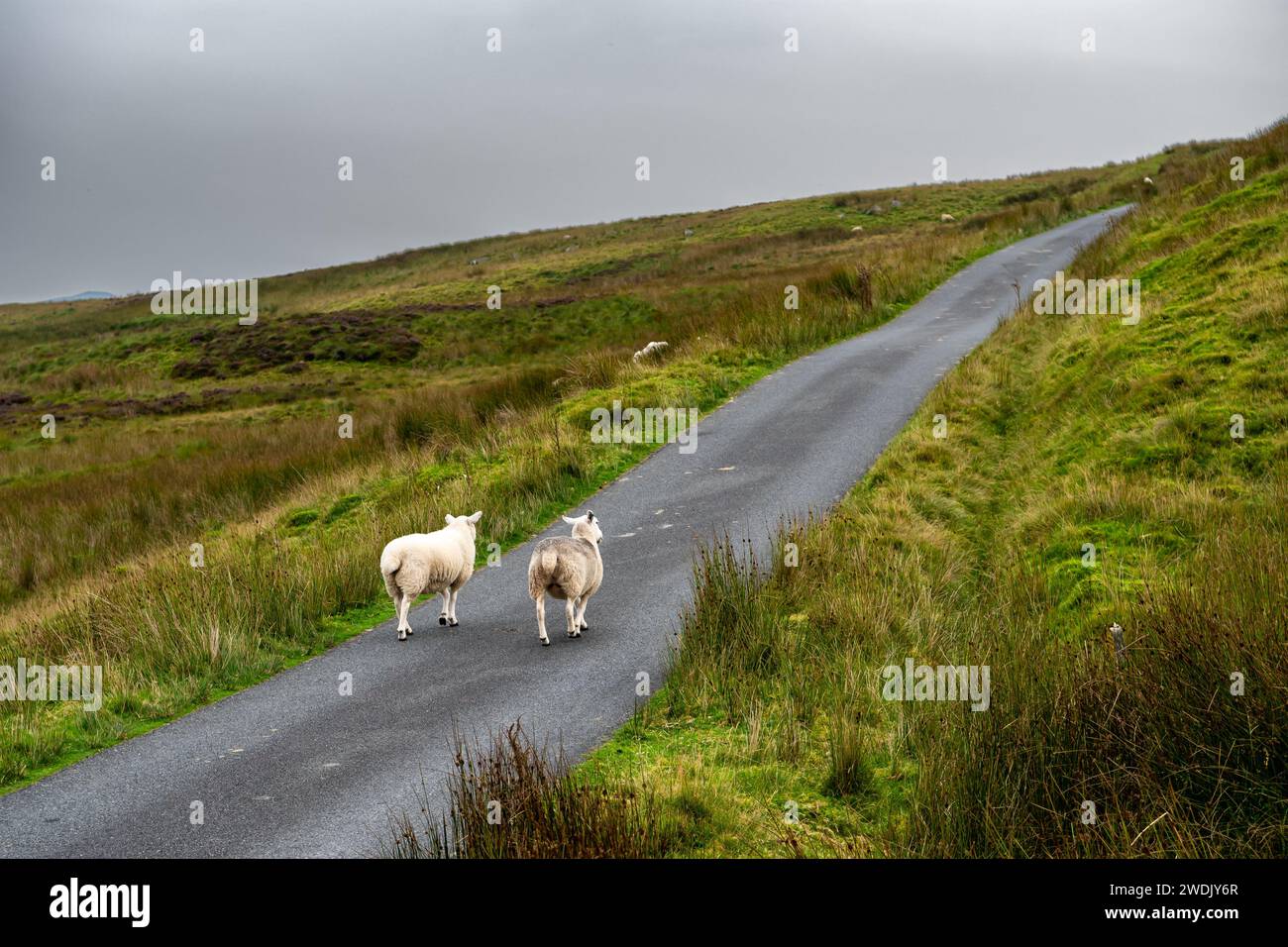 Single Lane Road With Sheep Through Snowdonia National Park In North ...