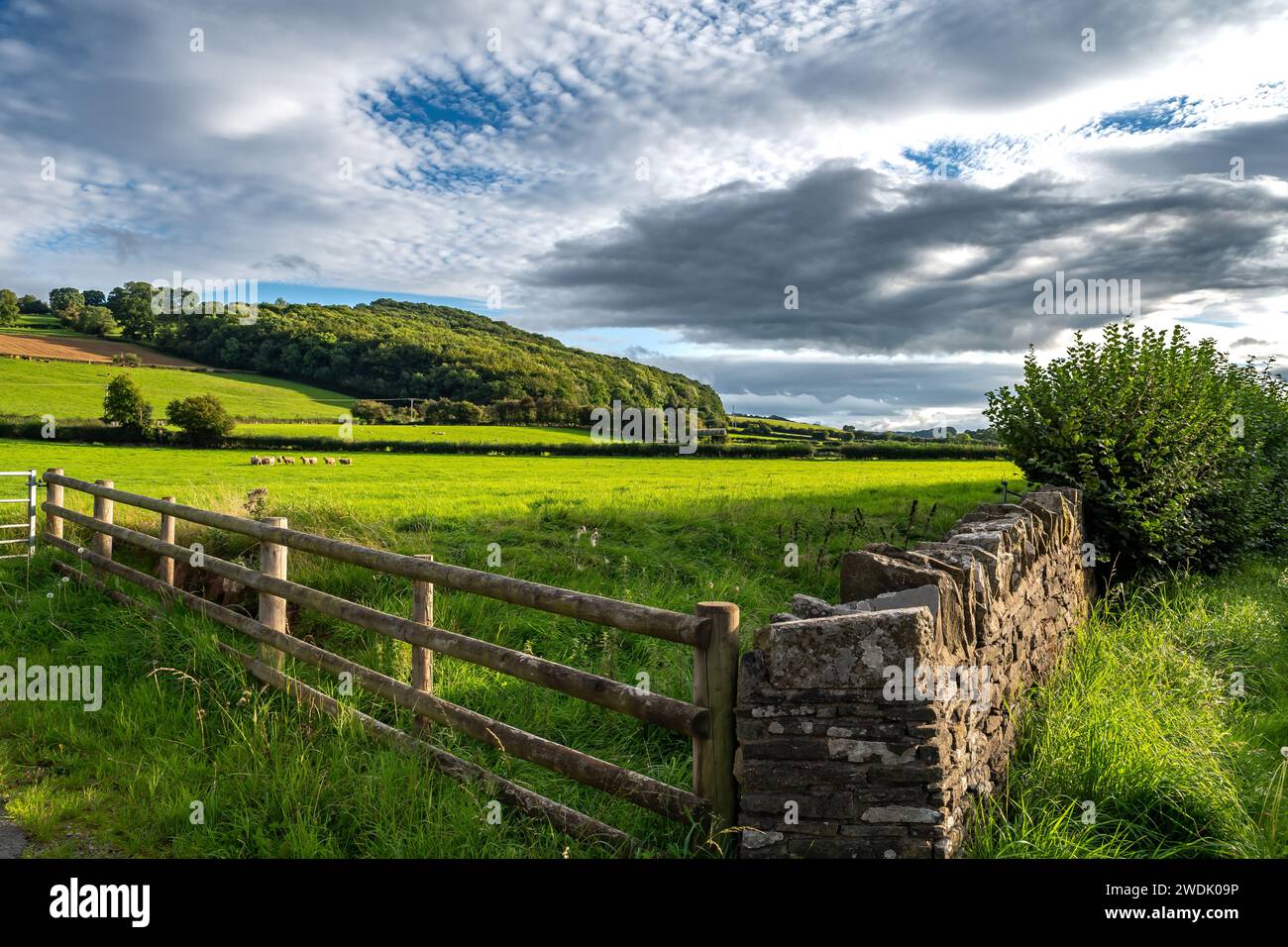 Rural Landscape With Pasture And Flock Of Sheep Near Hay-On-Wye In East ...