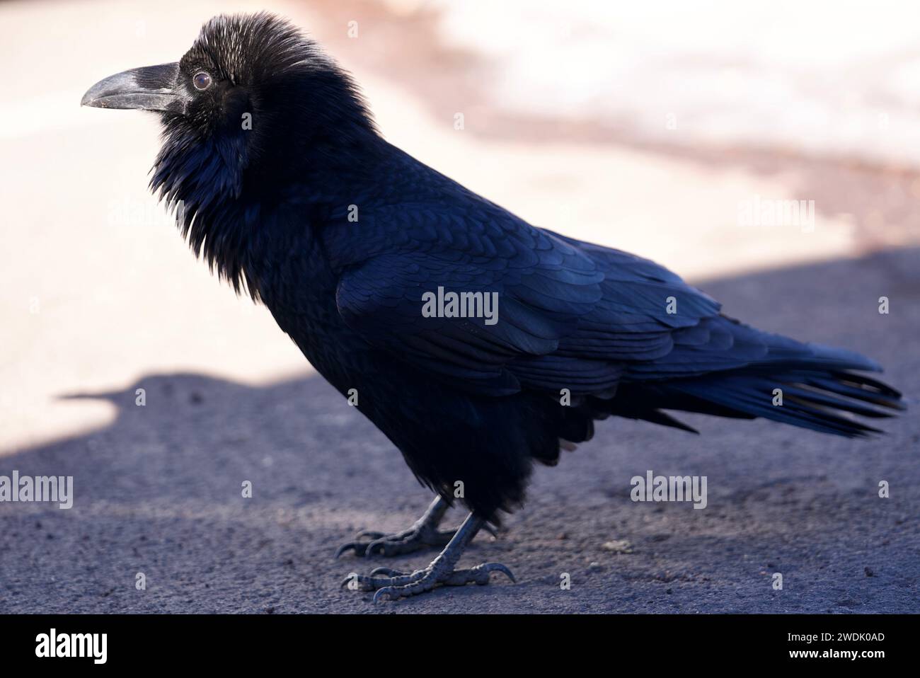 Feathered Detail: Raven's face in striking close-up. Off-center beak ...