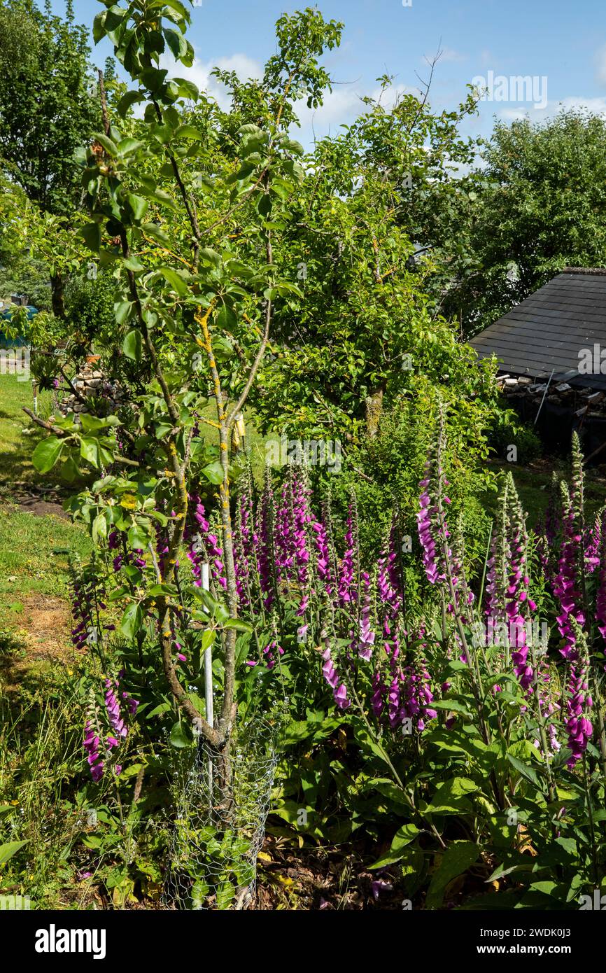 Foxgloves Digitalis Purpurea growing below apple trees in a small ...