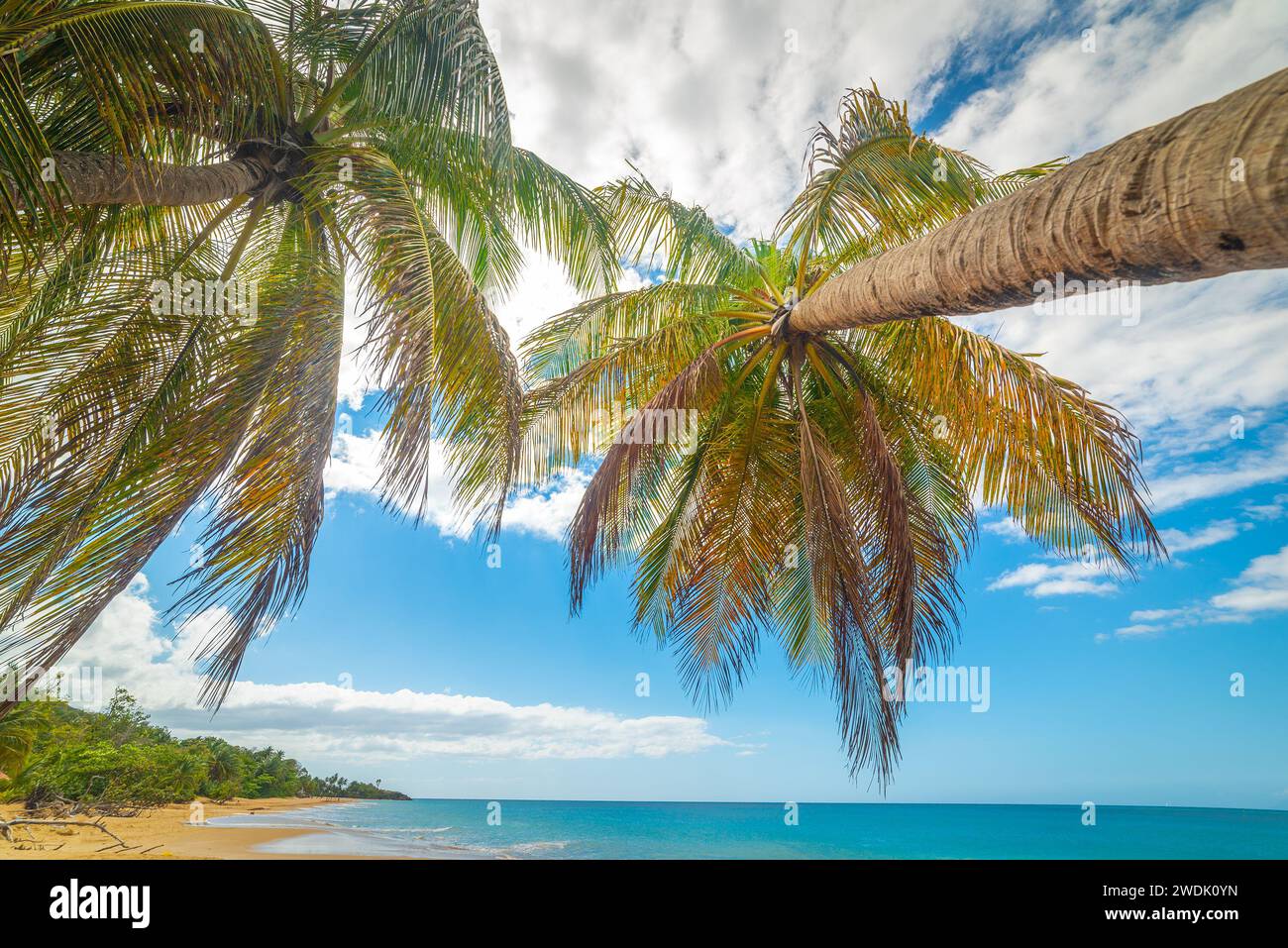 Palm trees in La Perle beach in Guadeloupe, Caribbean sea Stock Photo ...