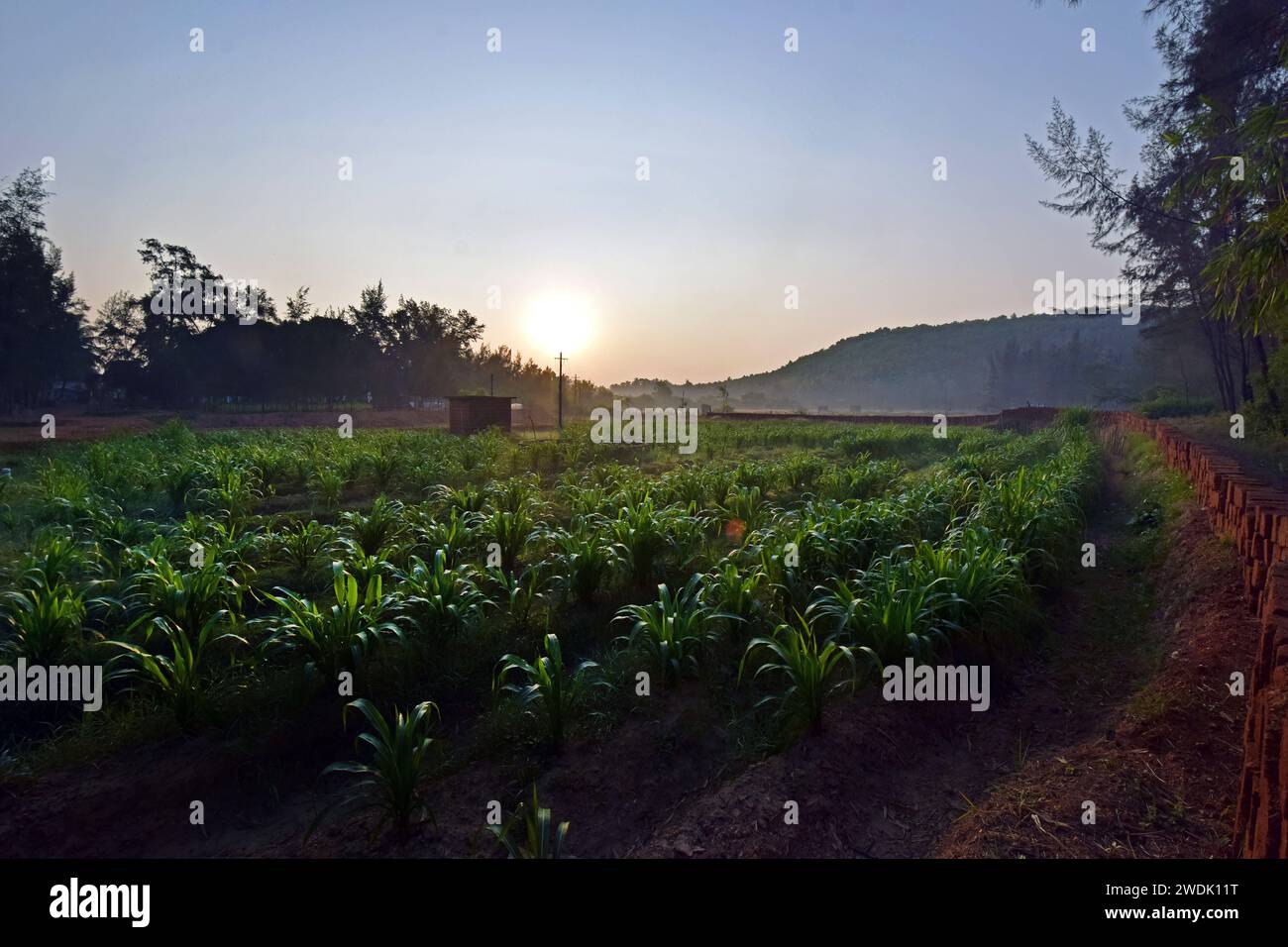 RECORD DATE NOT STATED Kumta, Karnataka Kumta, Karnataka Kumta ...