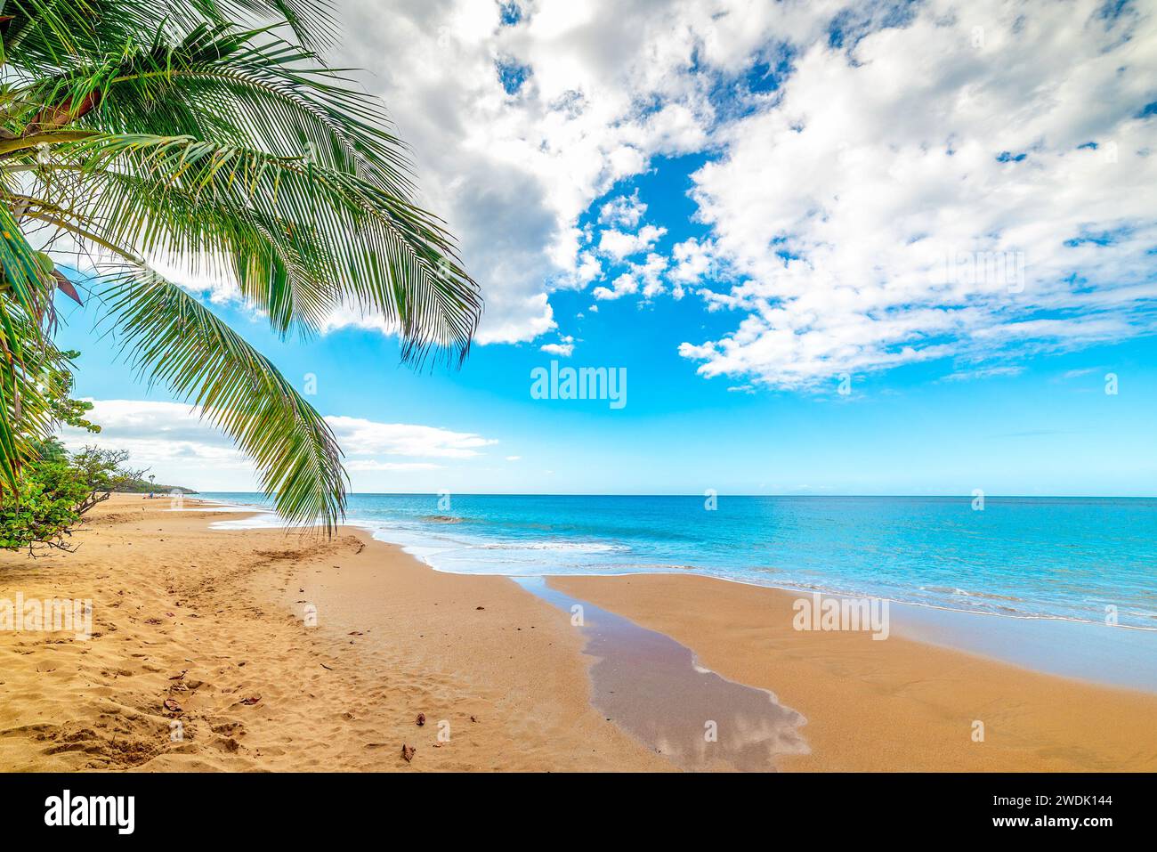 Coconut palm tree by the sea in La Perle beach. Guadeloupe, Caribbean ...