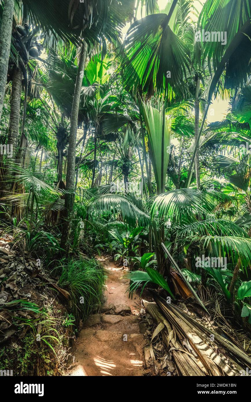 Path in the jungle surrounded by tall plants in Praslin, Seychelles ...