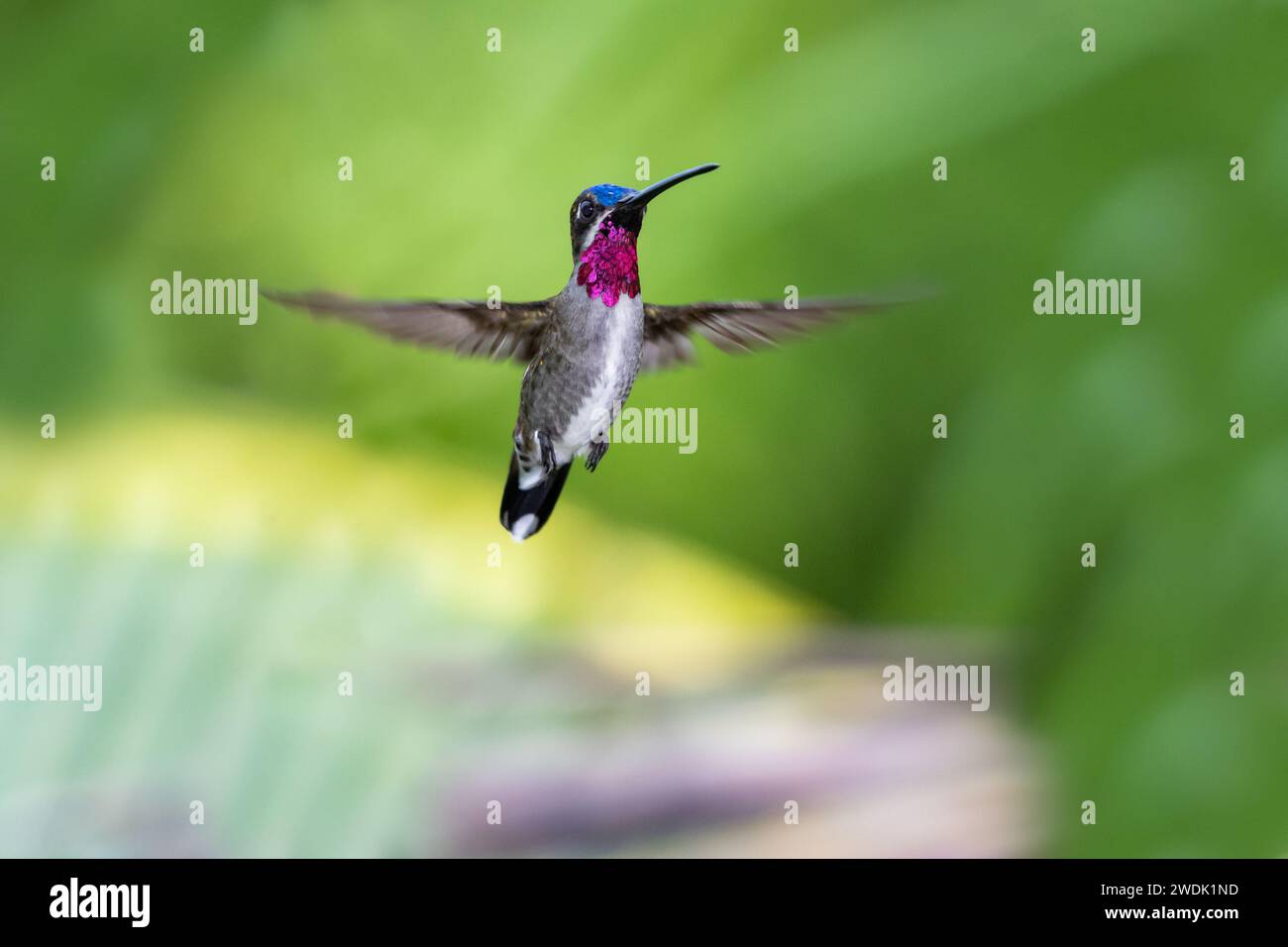 Tropical Long-billed Starthroat hummingbird, Heliomaster longirostris ...